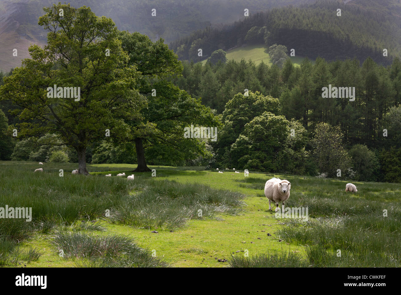 Llan hi-res stock photography and images - Alamy