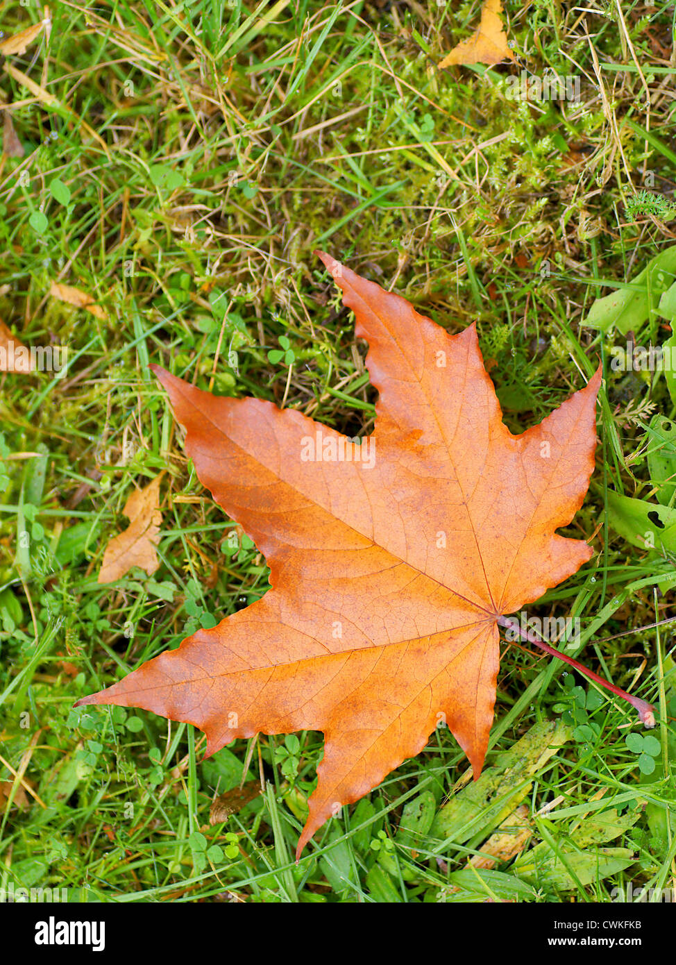 One maple leaf on green background Stock Photo - Alamy