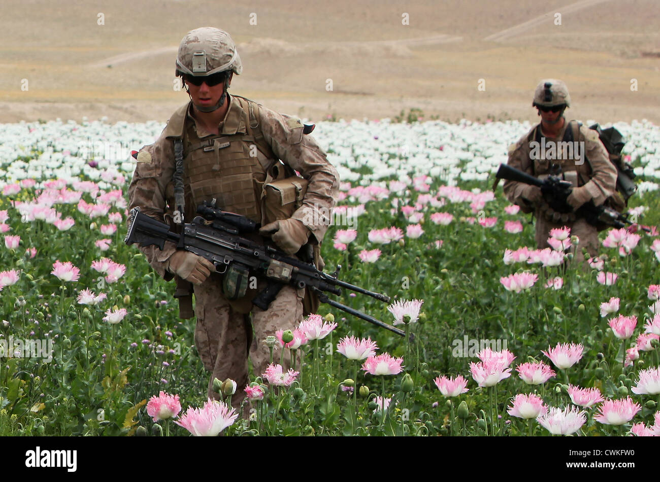 Poppy fields in afghanistan hi-res stock photography and images - Alamy