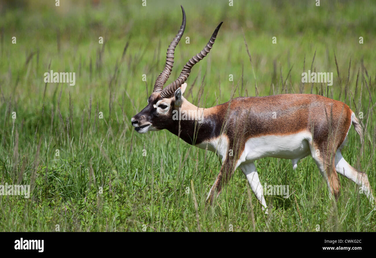 Blackbuck Antelope walking through a grassy plain Stock Photo - Alamy