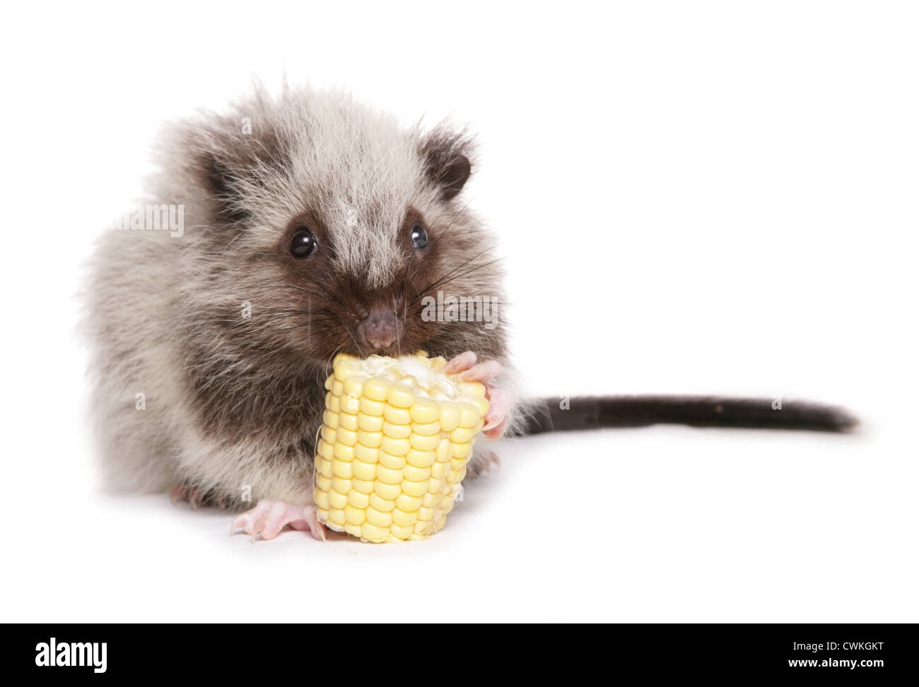 Northern Luzon Giant Cloud Rat Phloeomys pallidus Single juvenille ...