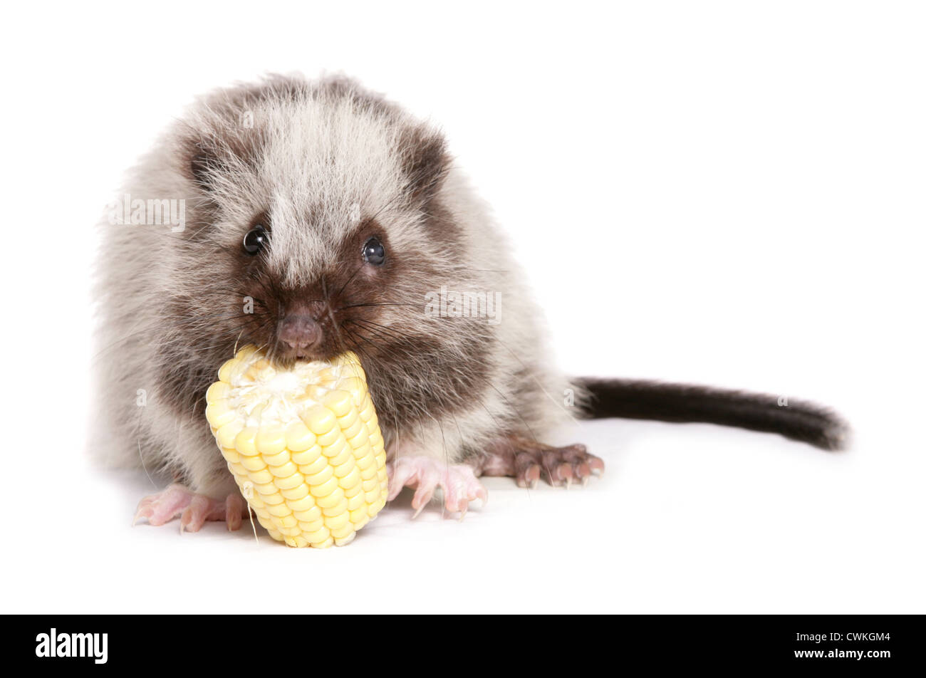 Northern Luzon Giant Cloud Rat Phloeomys pallidus Single juvenille with ...