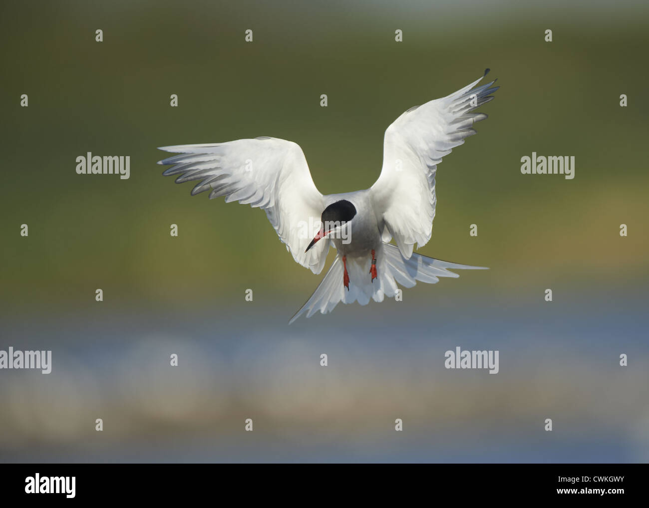 Common Tern in flight Stock Photo - Alamy