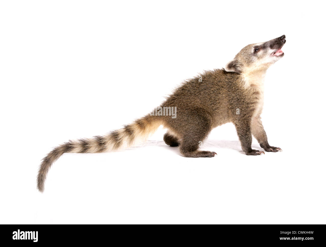 Coatimundi nasua nasua Cut Out Stock Images & Pictures - Alamy
