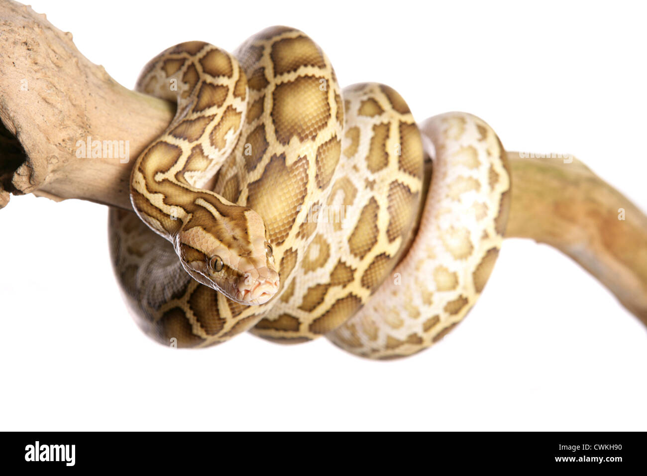 Burmese python hi-res stock photography and images - Alamy