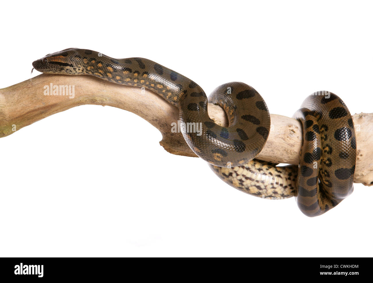 Giant Green Anaconda