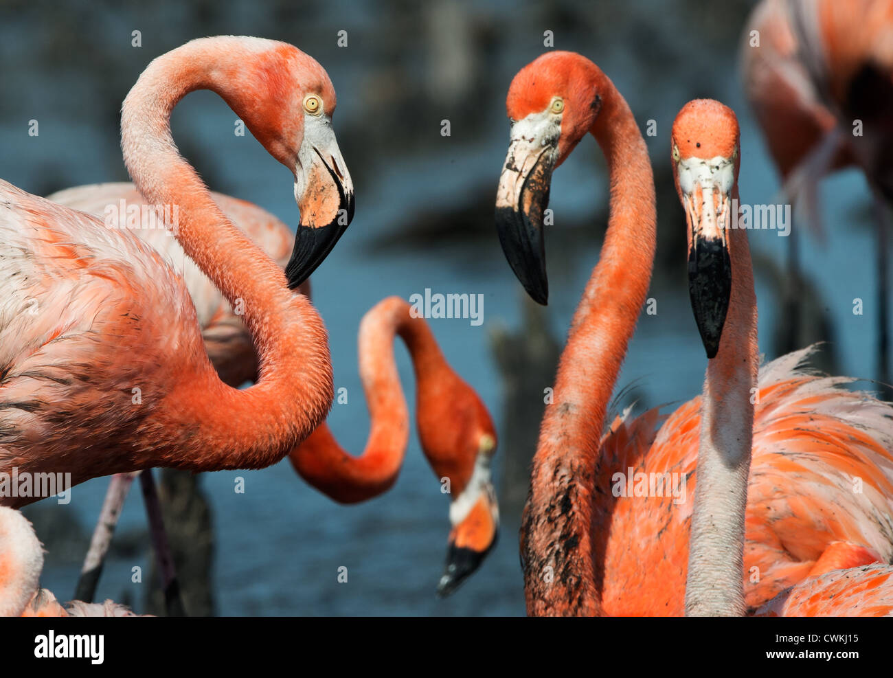 Caribbean Flamingo (Phoenicopterus ruber Stock Photo - Alamy