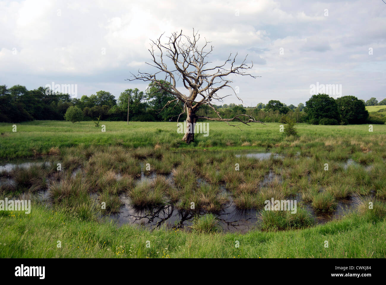 Beaudesert castle hi-res stock photography and images - Alamy