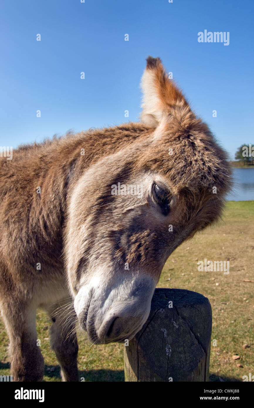 Anmube01d hi-res stock photography and images - Alamy