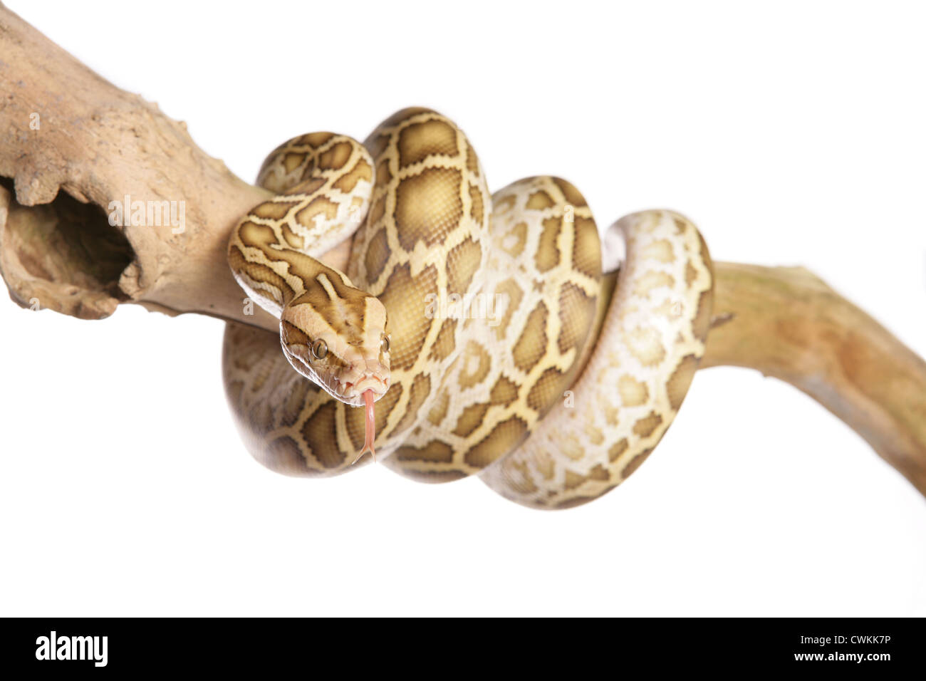 Albino Burmese Python Python molurus bivittatus Single adult on a ...