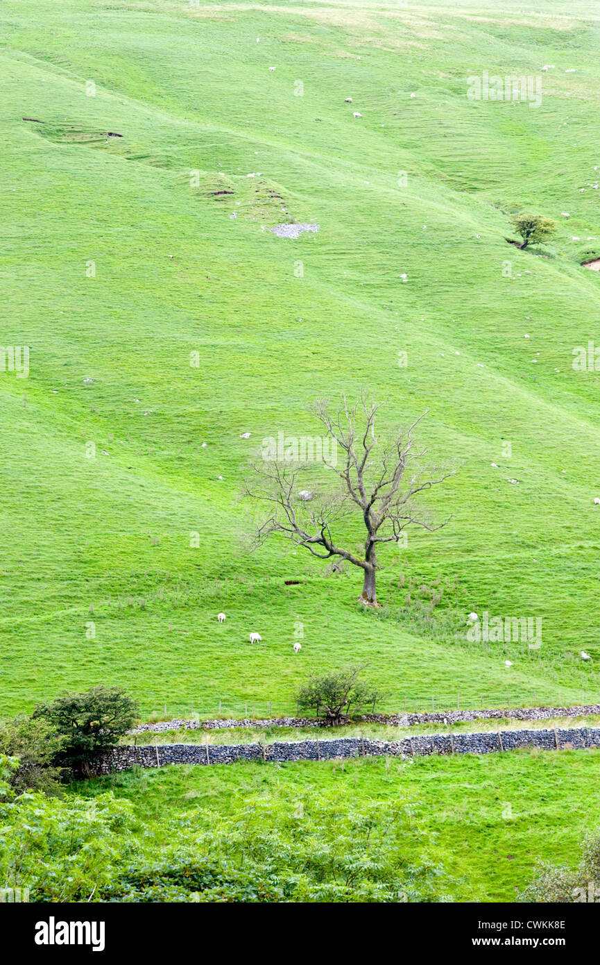 scenic view of sloping hill in the yorkshire dales uk Stock Photo - Alamy