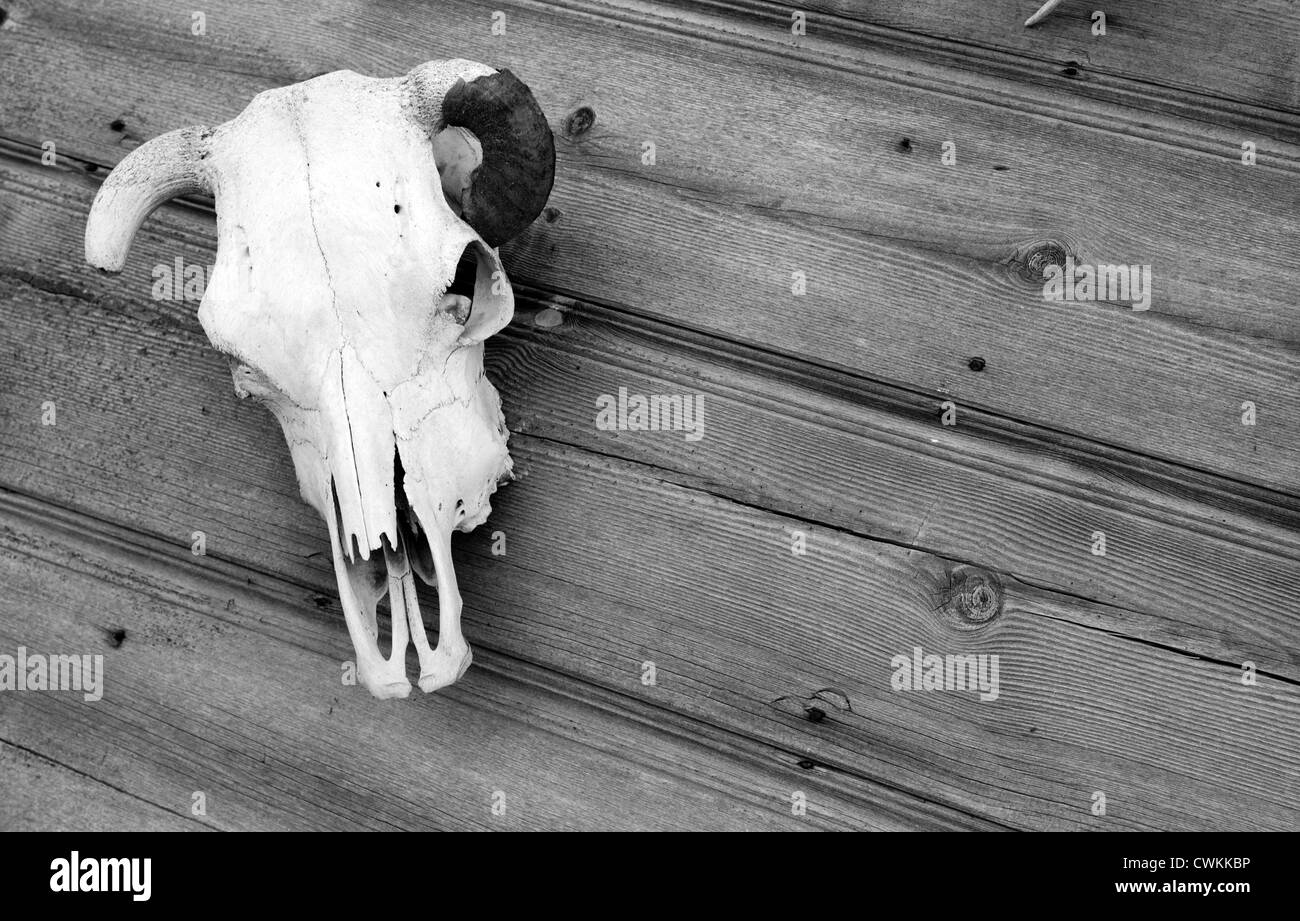 The Skull Bone of a Cow on display Stock Photo - Alamy