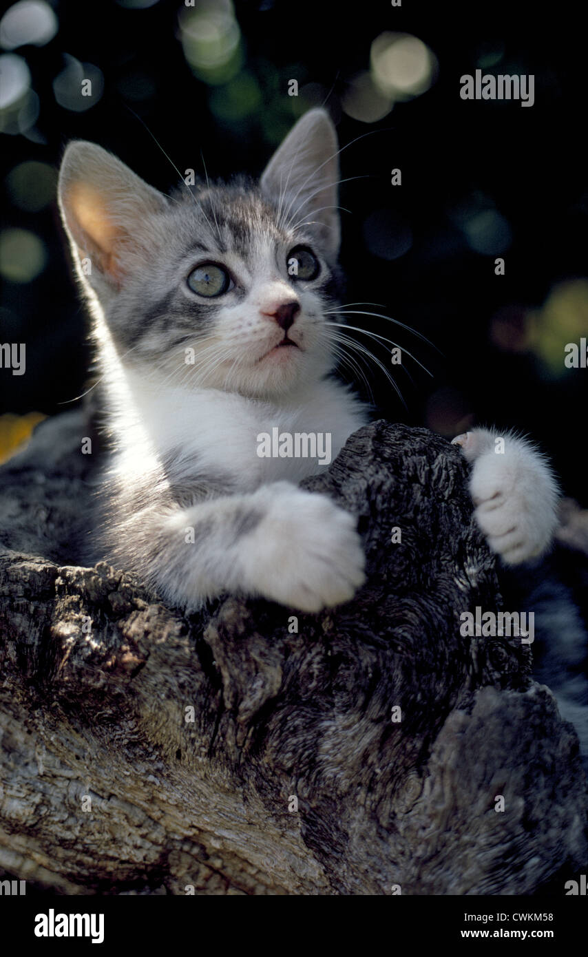 A cute and inquisitive kitten looks out from a hole in an old tree ...
