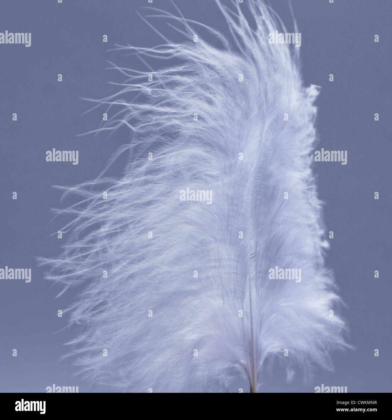 white soft feather Stock Photo - Alamy