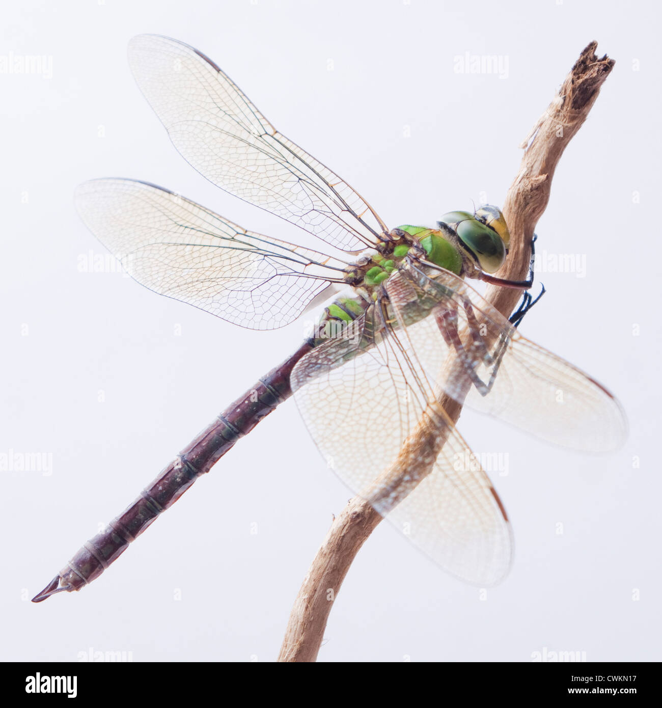 Dragonfly flying hi-res stock photography and images - Alamy