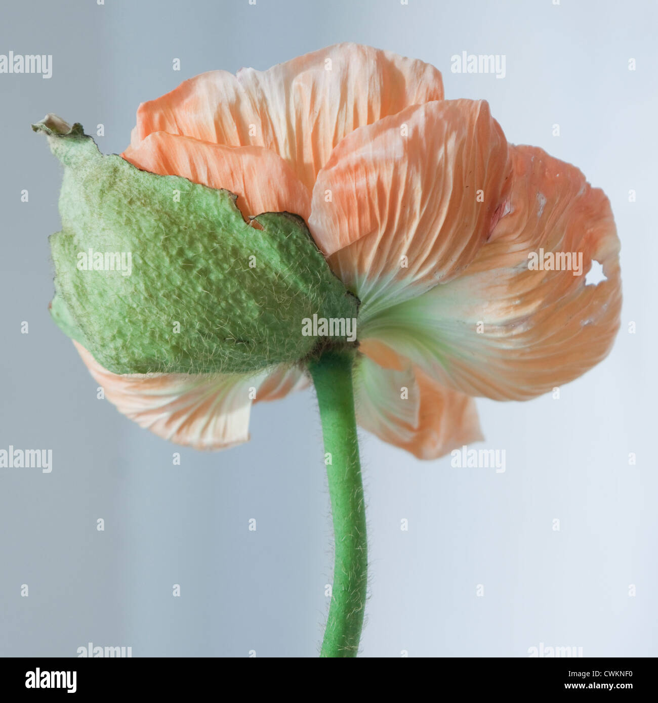 beautiful poppy flower Stock Photo - Alamy