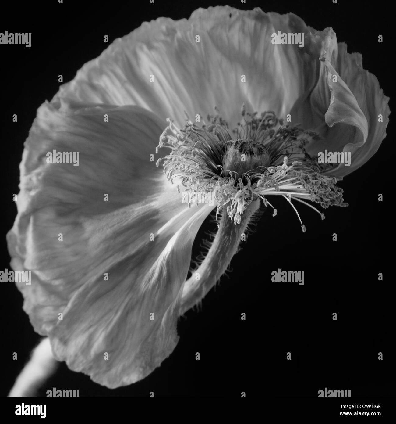 Summer border poppies Black and White Stock Photos & Images - Alamy