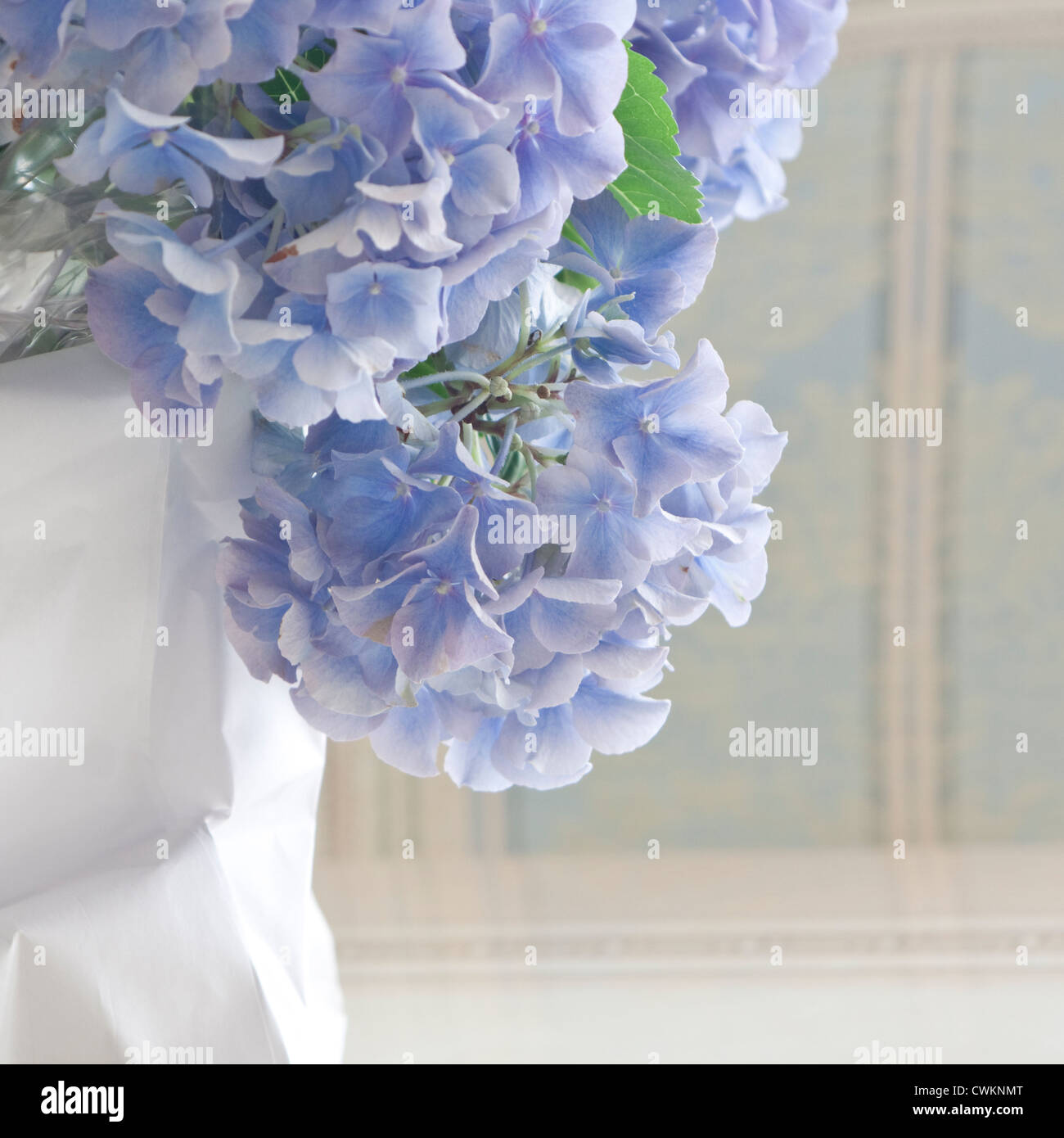 blue hydrangea on a table Stock Photo - Alamy