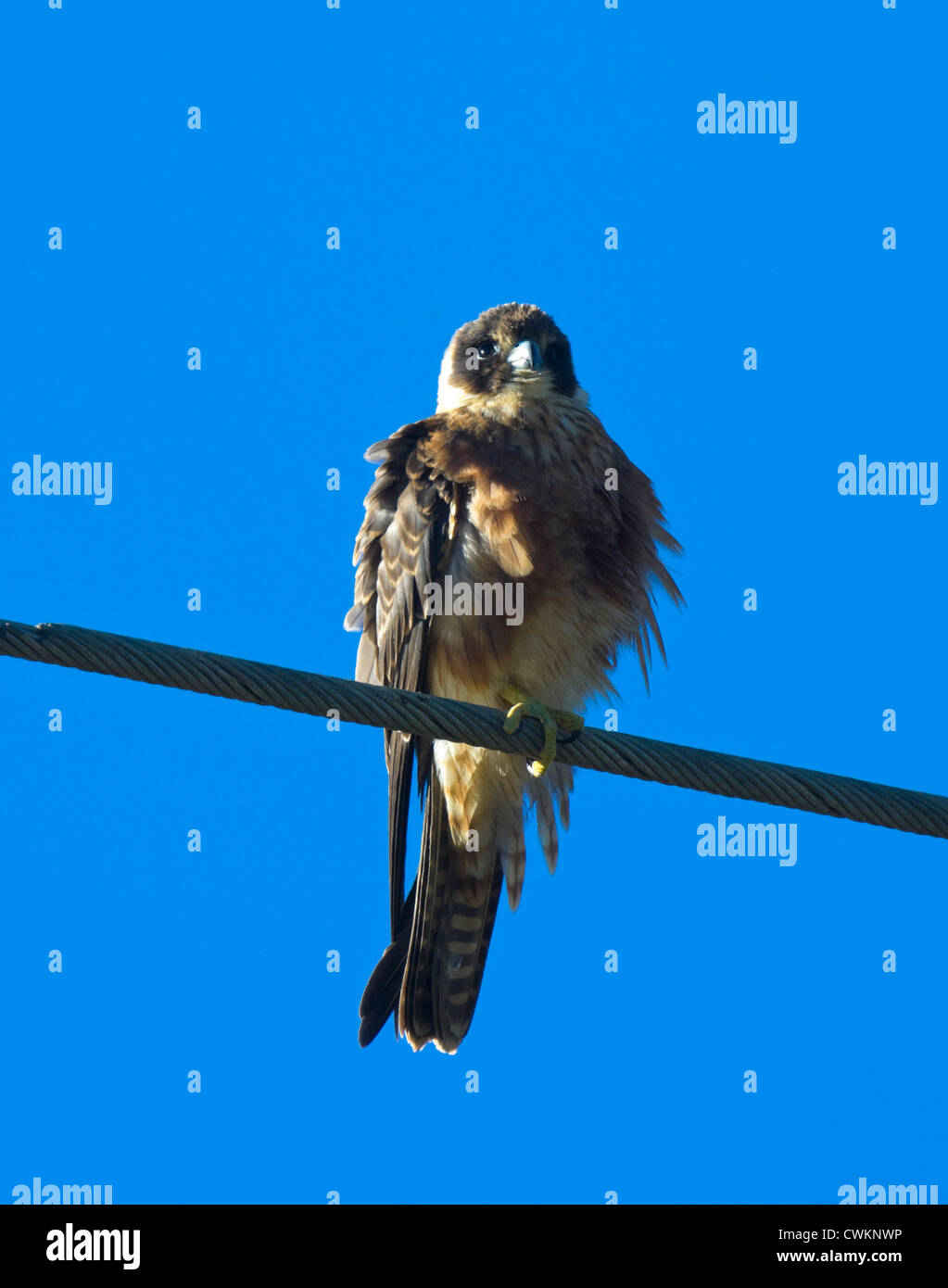 Australian bird of prey hi-res stock photography and images - Alamy