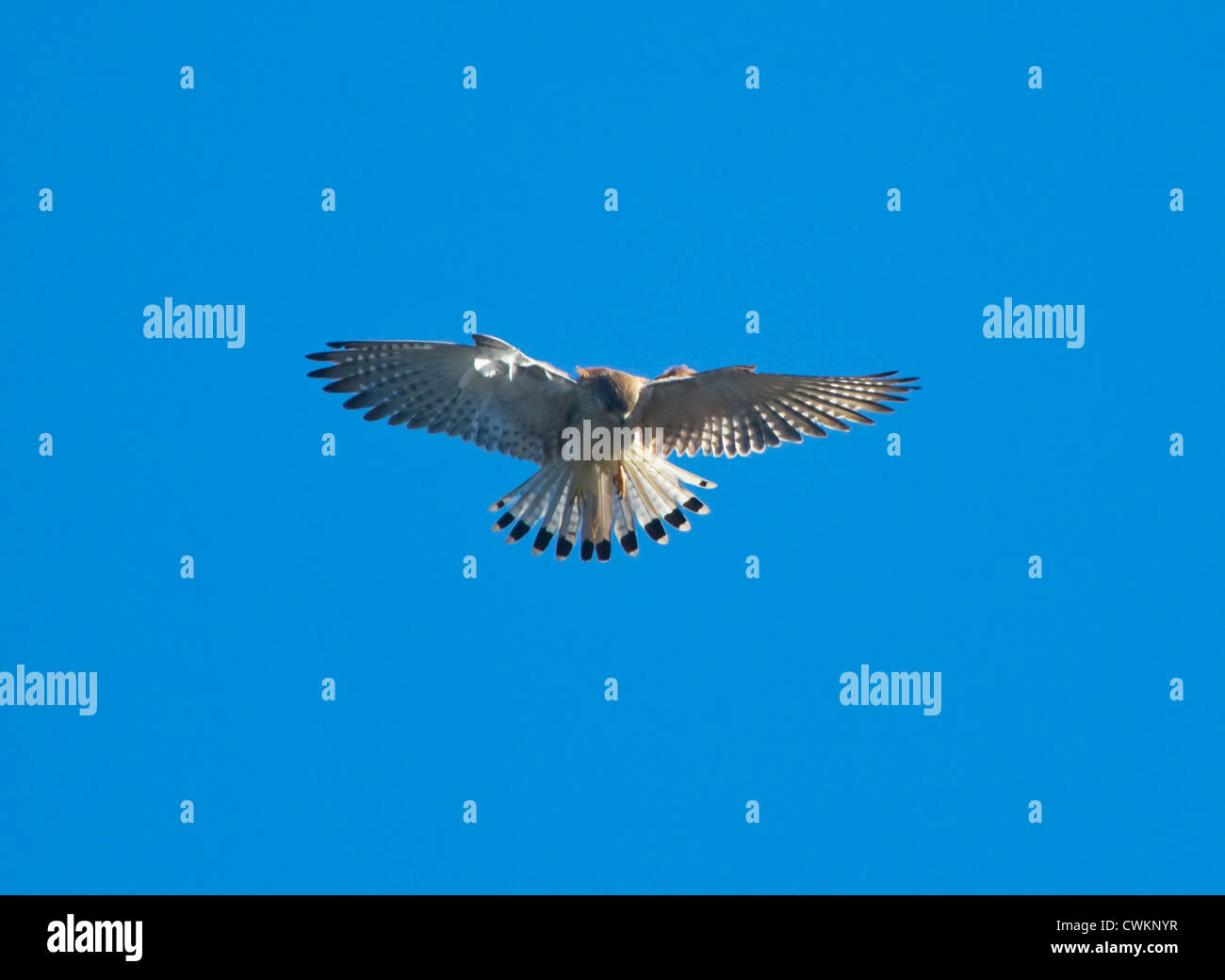 Nankeen Kestrel, Falco cenchroides, Royal National Park, New South ...