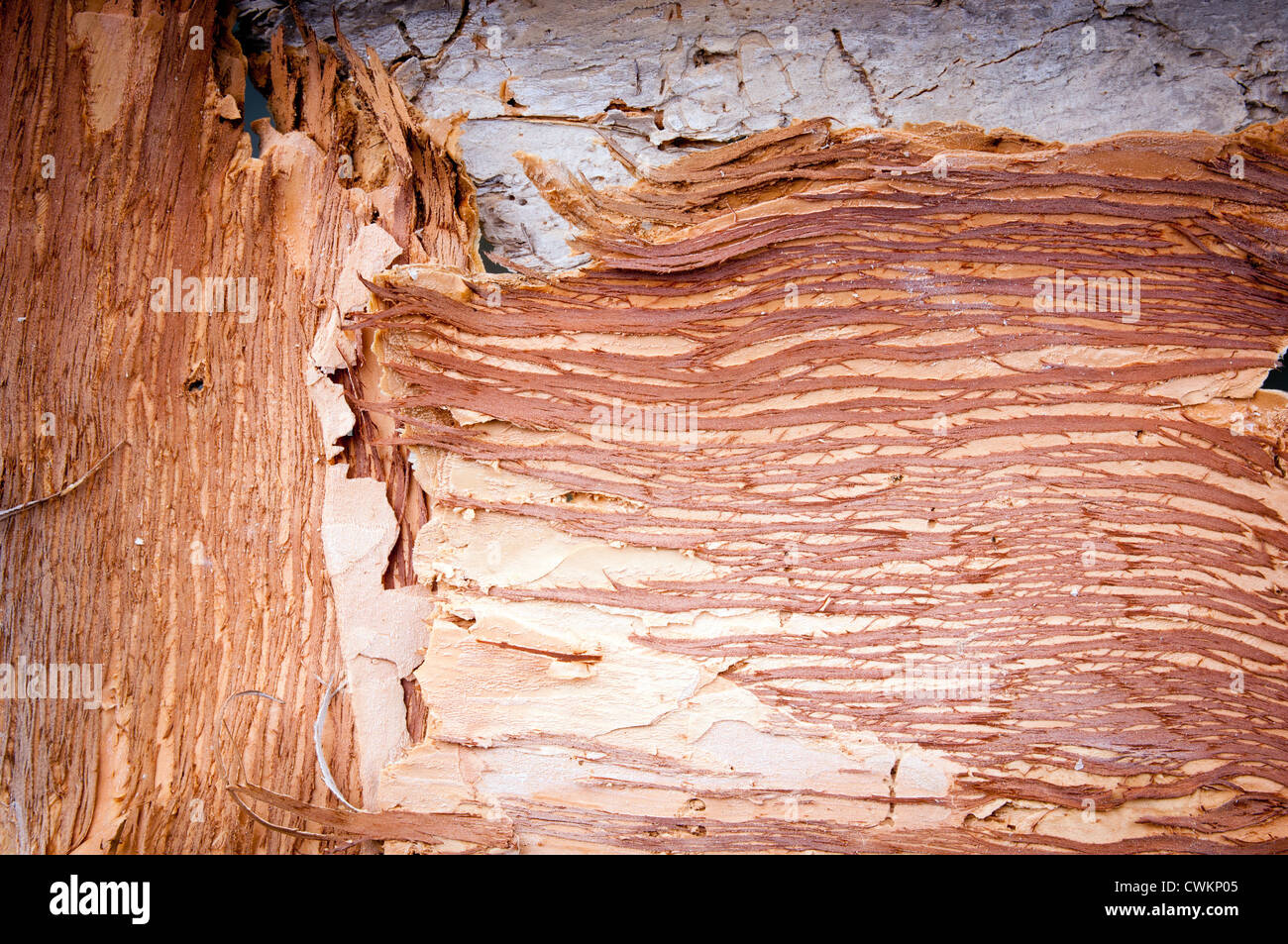 Paperbark tree hi-res stock photography and images - Alamy