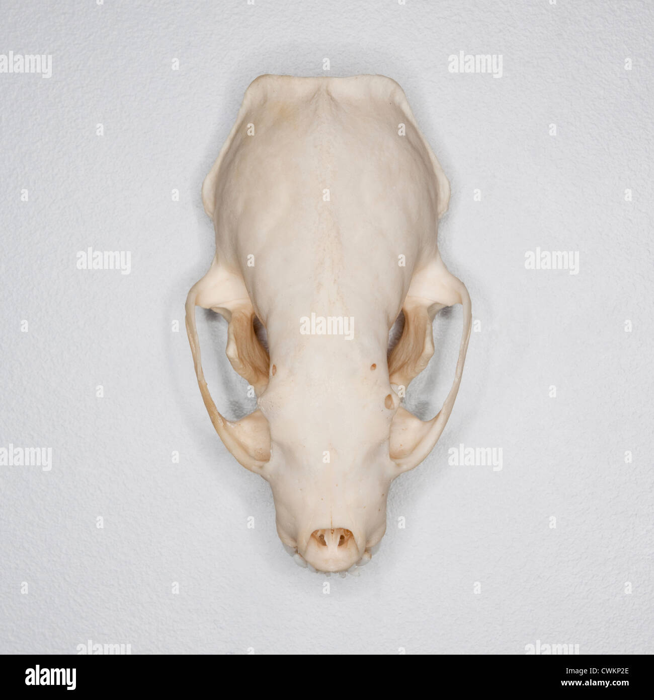 Skeleton marten hi-res stock photography and images - Alamy