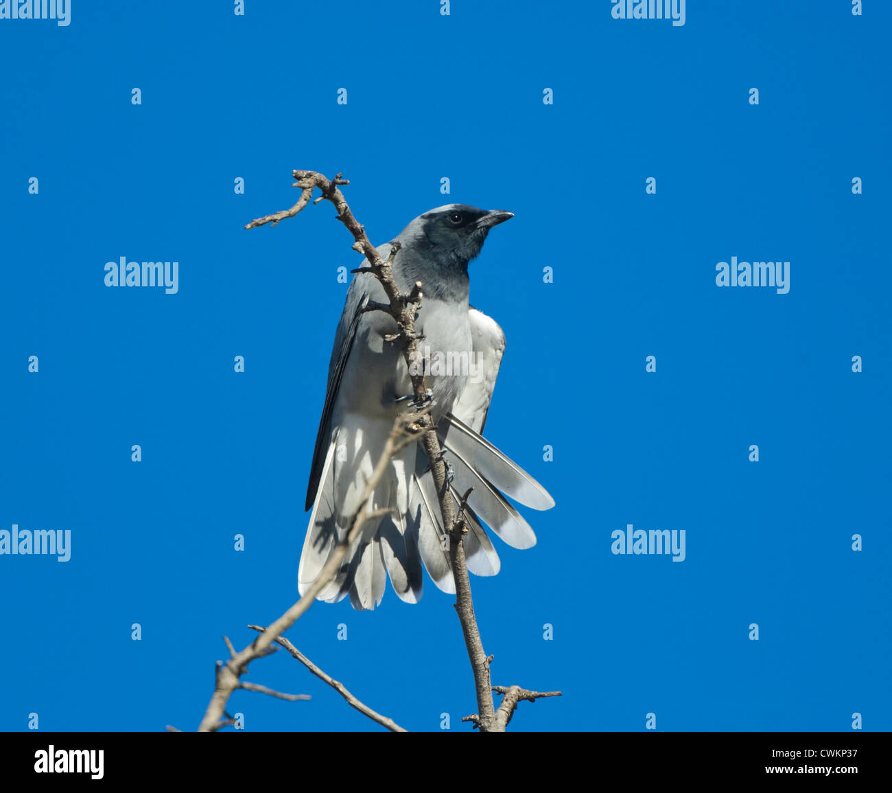 Australian black faced cuckoo shrike coracina novaehollandiae hi-res ...