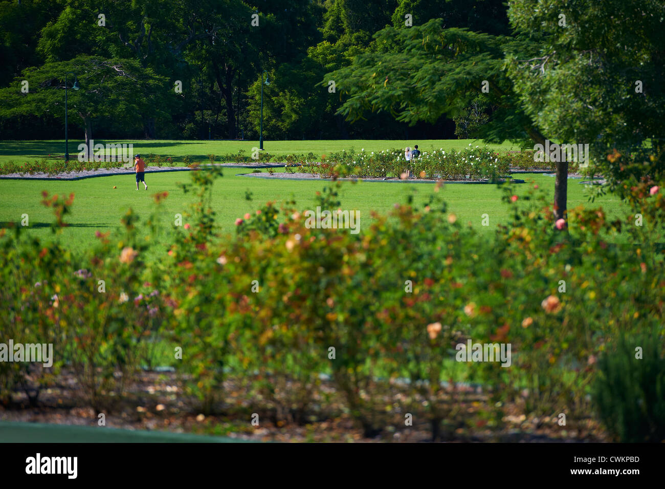 New Farm Park, Brisbane Queensland Australia Stock Photo - Alamy