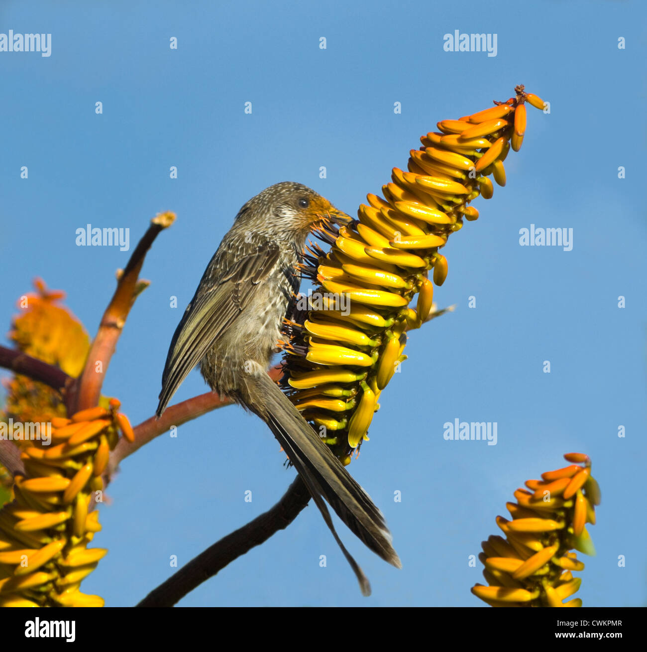 Little Wattlebird (Anthochaera chrysoptera), with pollen on its face ...