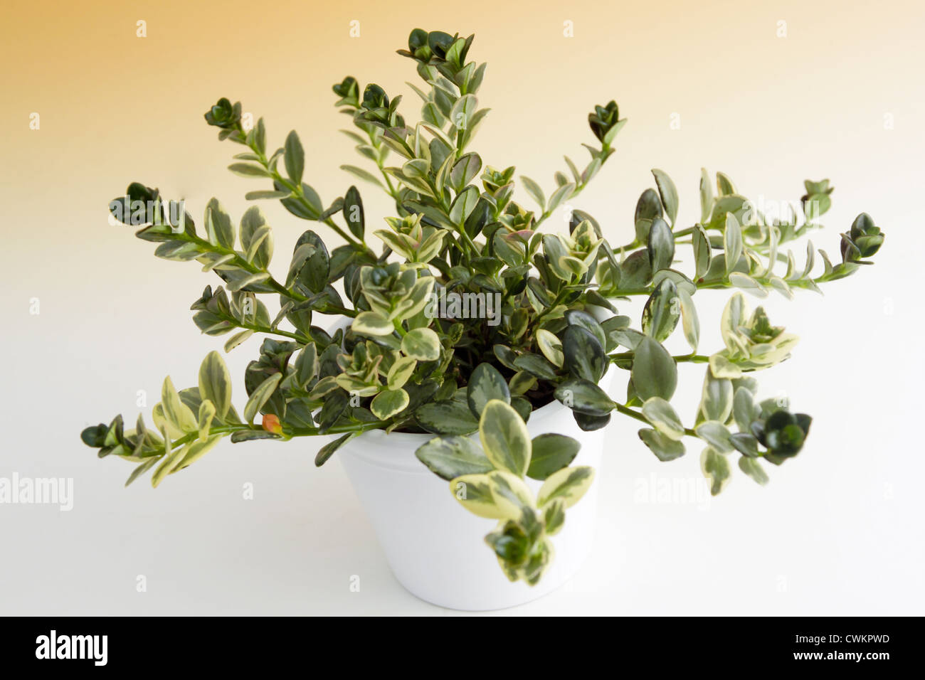 Plant Stock Photo Alamy