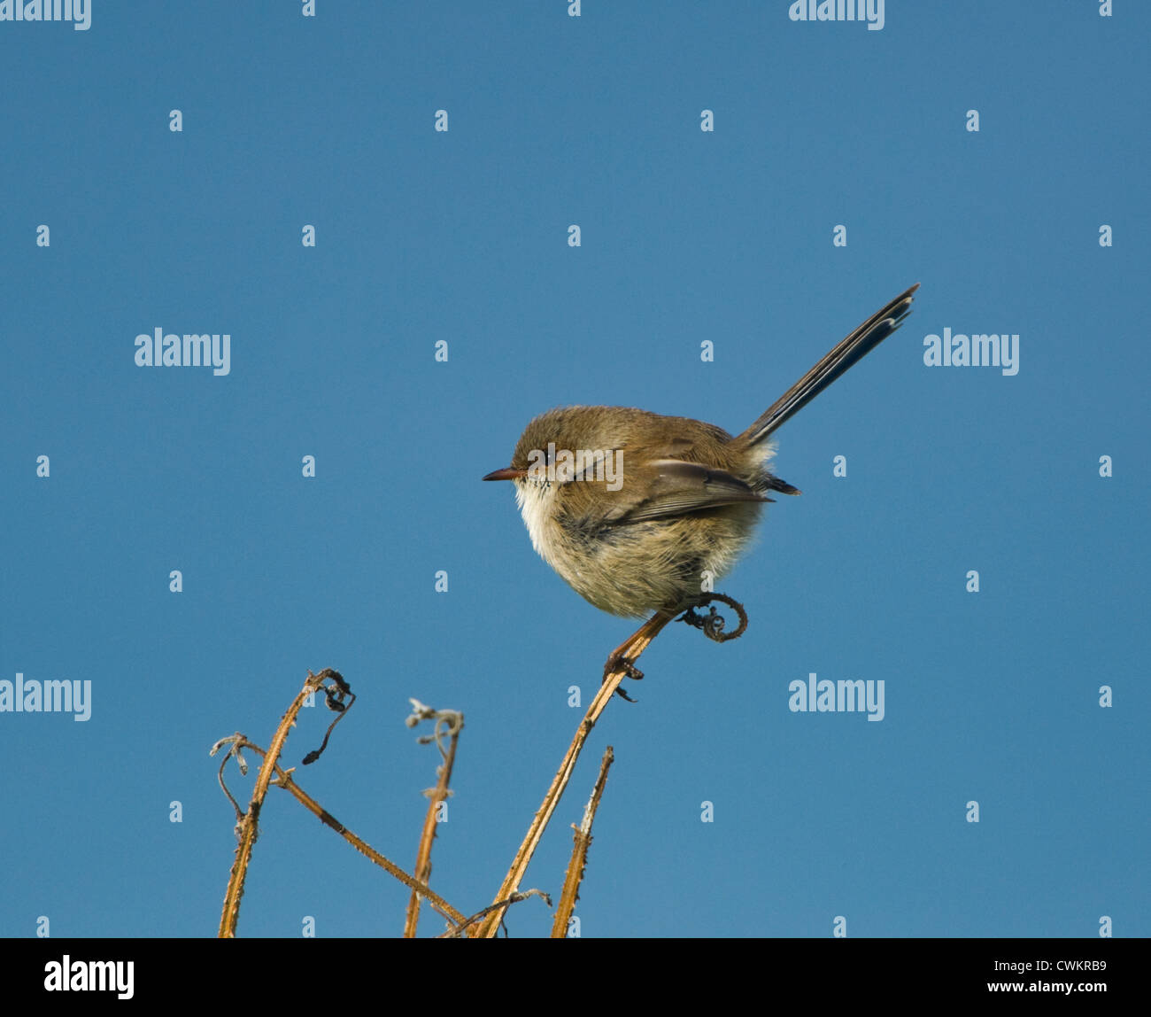 Wrens australian wrens hi-res stock photography and images - Alamy
