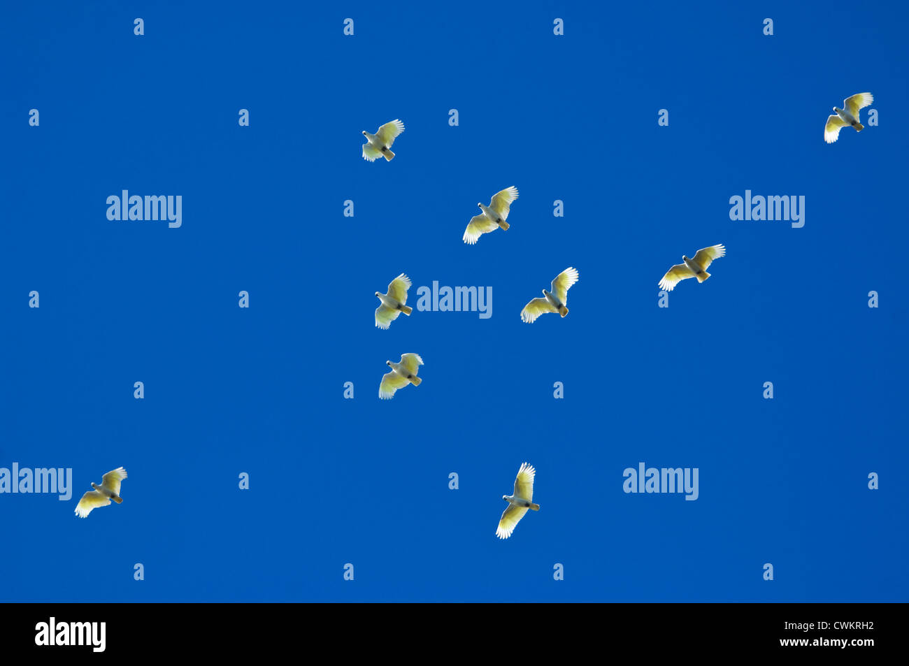 Sulphur crested cockatoo flying hi-res stock photography and images - Alamy