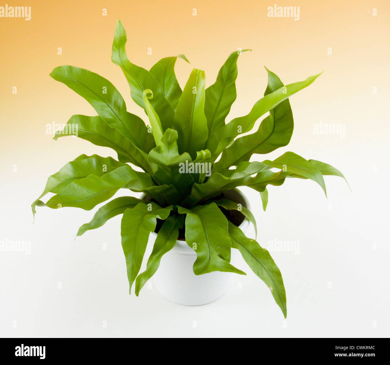 Finger fern hi-res stock photography and images - Alamy