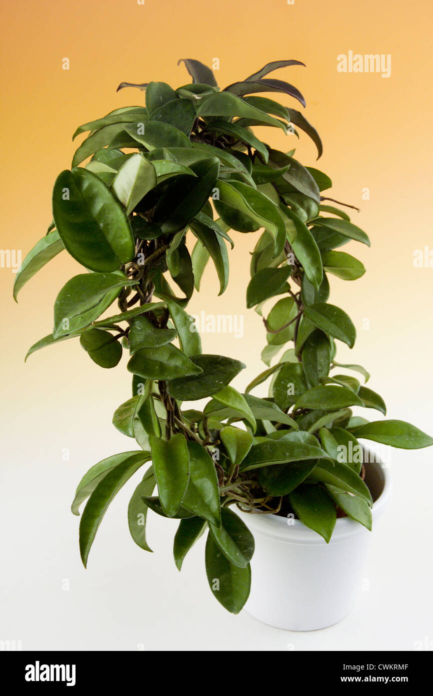 Wax flower hoya hi-res stock photography and images - Alamy