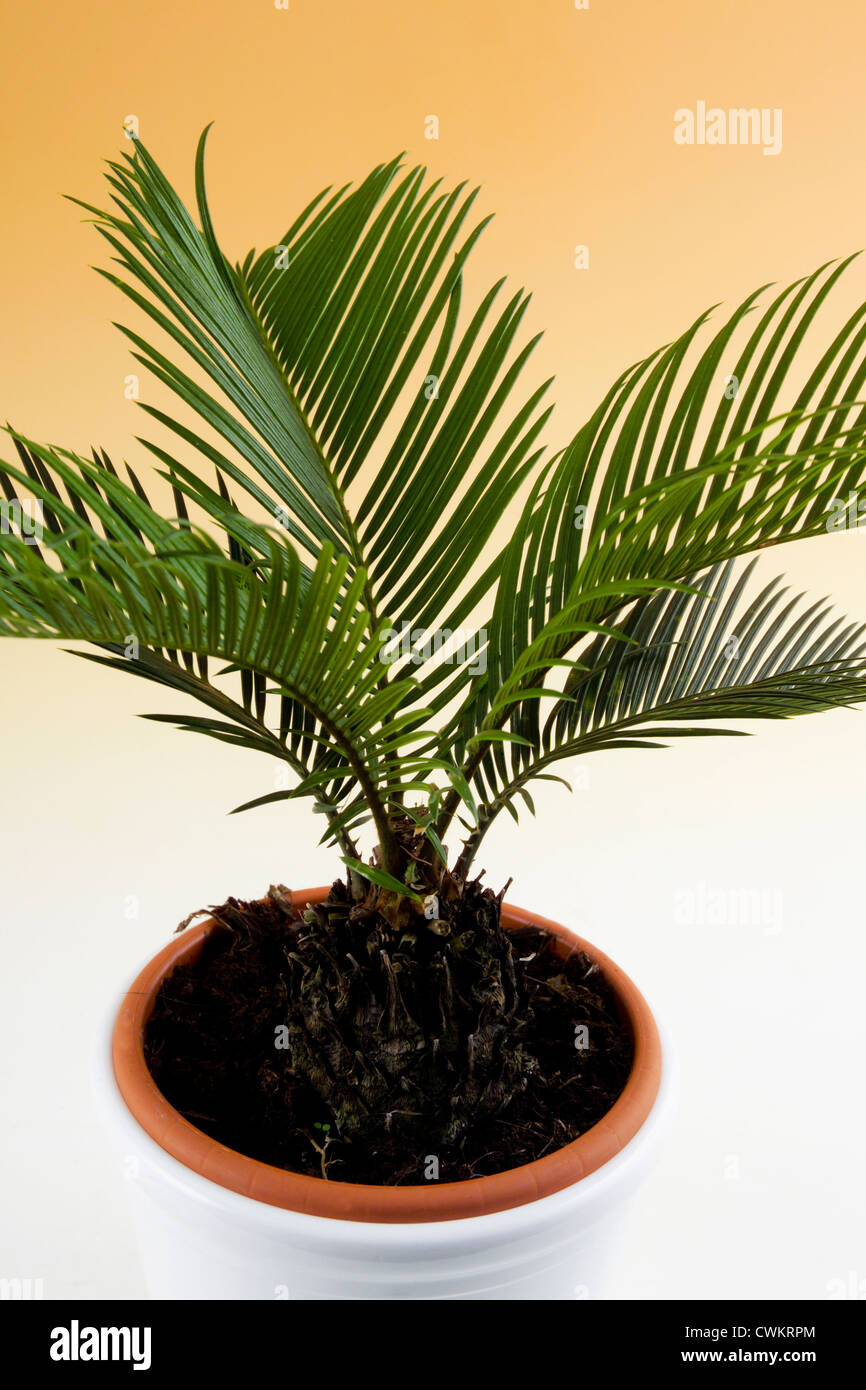 Cycad flower hi-res stock photography and images - Alamy