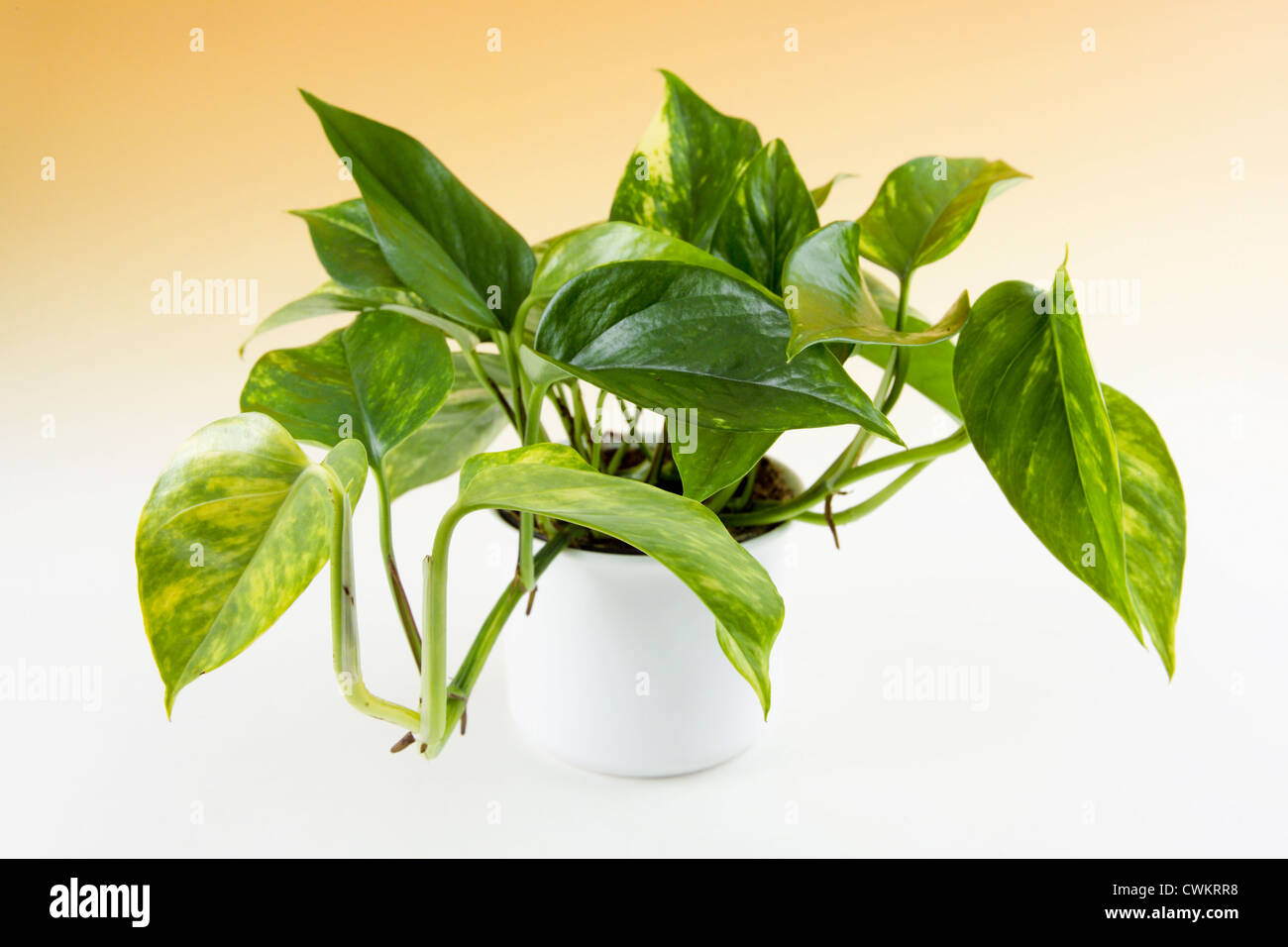 Scindapsus plant hi-res stock photography and images - Alamy