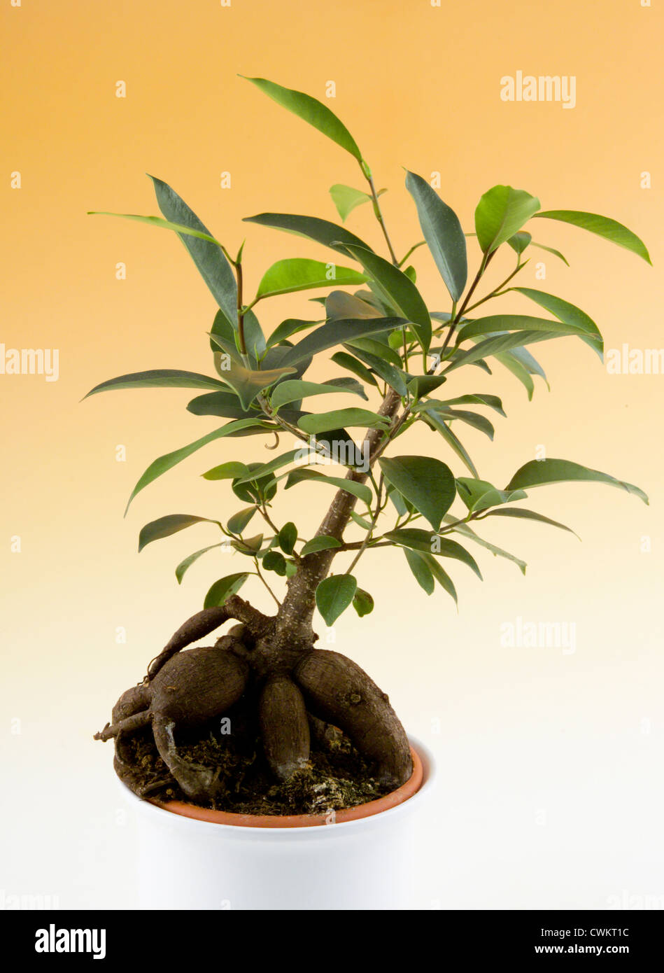 Ficus Retusa High Resolution Stock Photography and Images - Alamy
