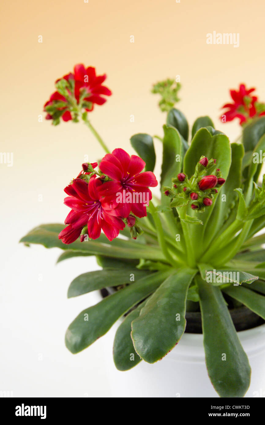 Yellow lewisia hi-res stock photography and images - Alamy