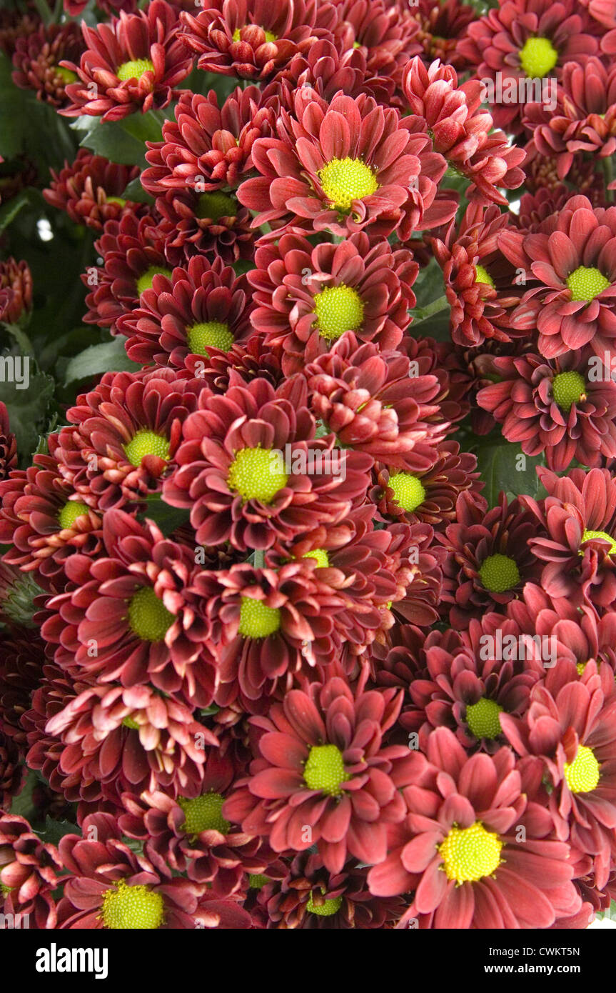 Dracula plant hi-res stock photography and images - Alamy