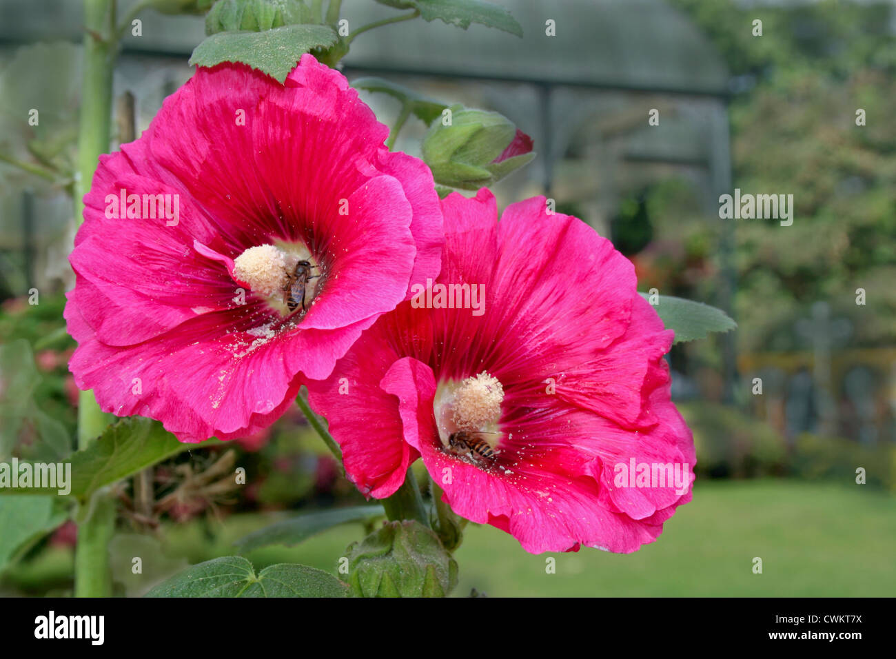 Pollen dust hi-res stock photography and images - Alamy