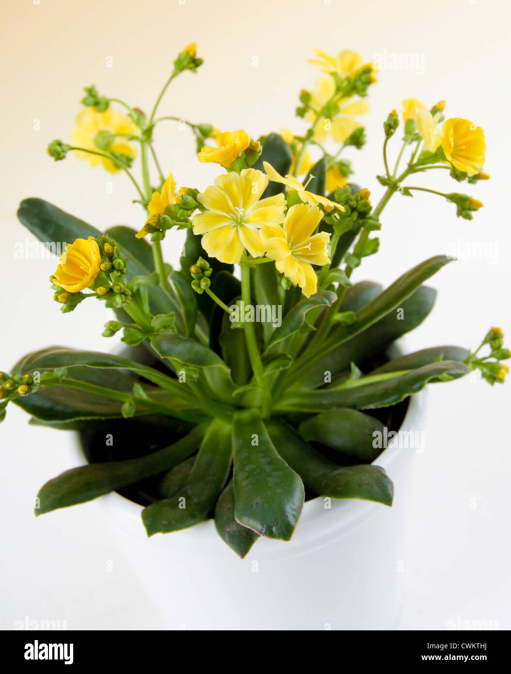 Yellow Lewisia High Resolution Stock Photography and Images - Alamy