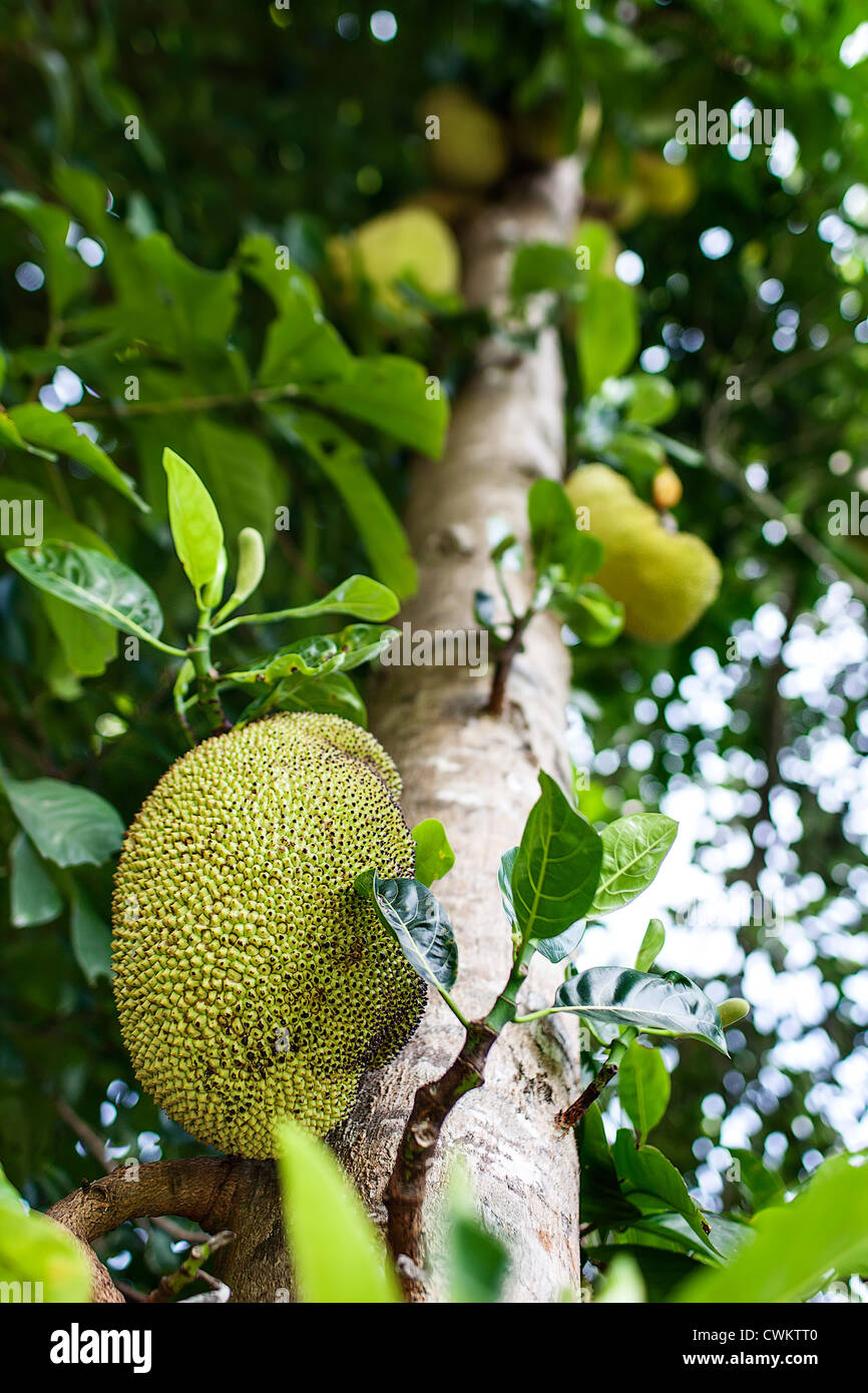 Jackfruit trees hi-res stock photography and images - Alamy