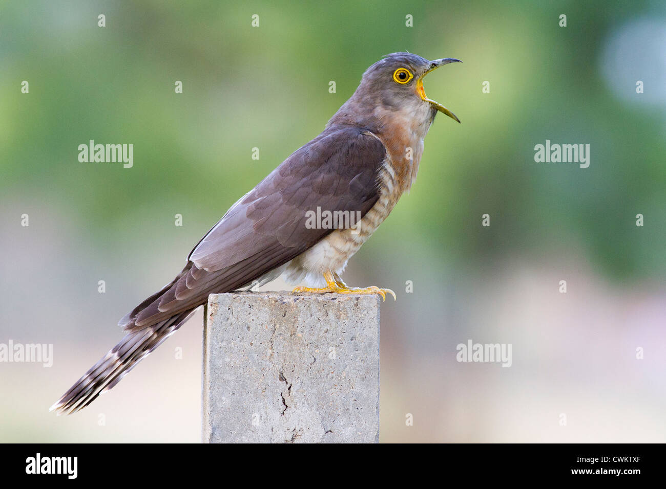 Common Hawk Cuckoo (Hierococcyx varius) calling Stock Photo - Alamy