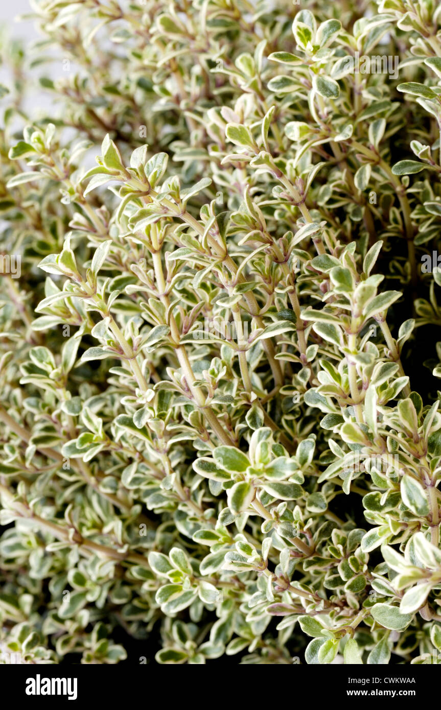 Citriodorus Stock Photos & Citriodorus Stock Images - Alamy