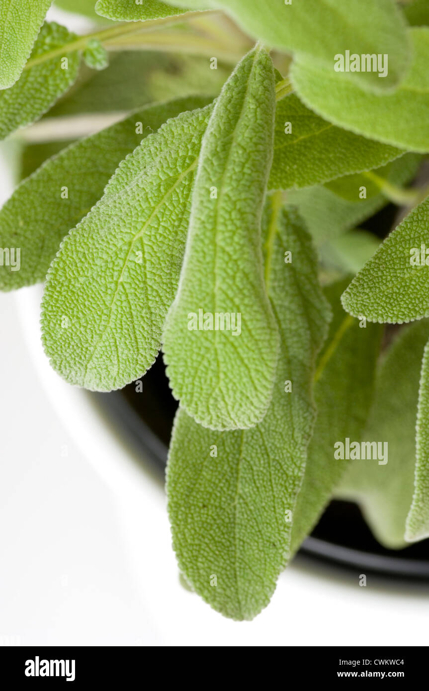 Salvia Officinalis Leaf High Resolution Stock Photography and Images ...