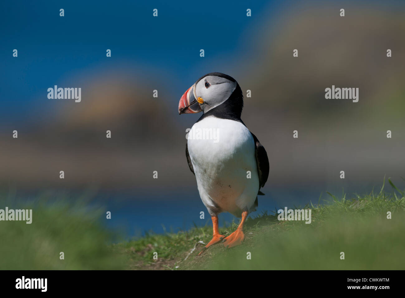 A cute Atlantic puffin stand on a grassy ledge on Lunga, one of the ...