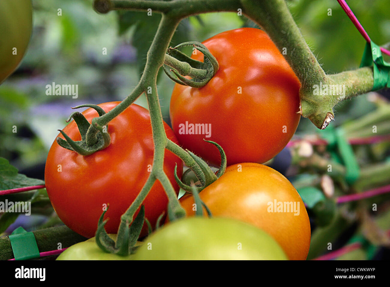 Bush tomatoes australia hi-res stock photography and images - Alamy