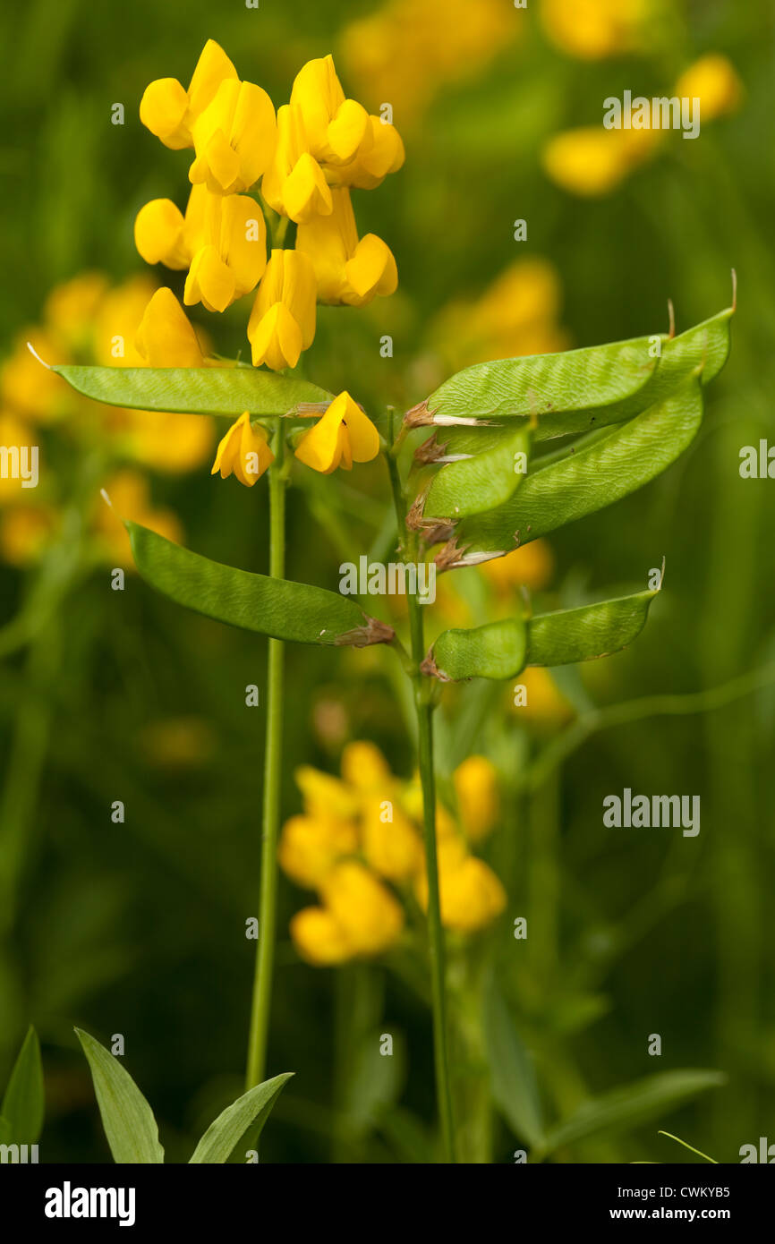 yellow peas (Lathyrus pratensis) with pod on meadow Stock Photo - Alamy