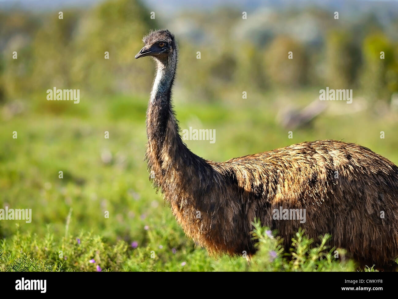 Emu bush hi-res stock photography and images - Alamy