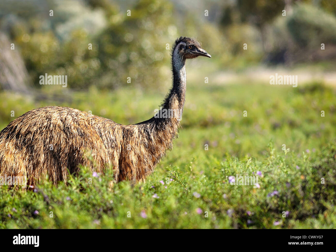 Emu closeup hi-res stock photography and images - Alamy